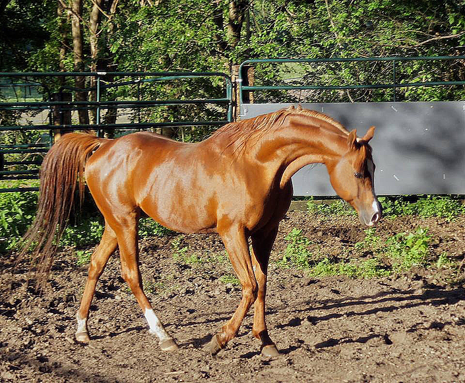 Reference Stallions – Innishfael Farm