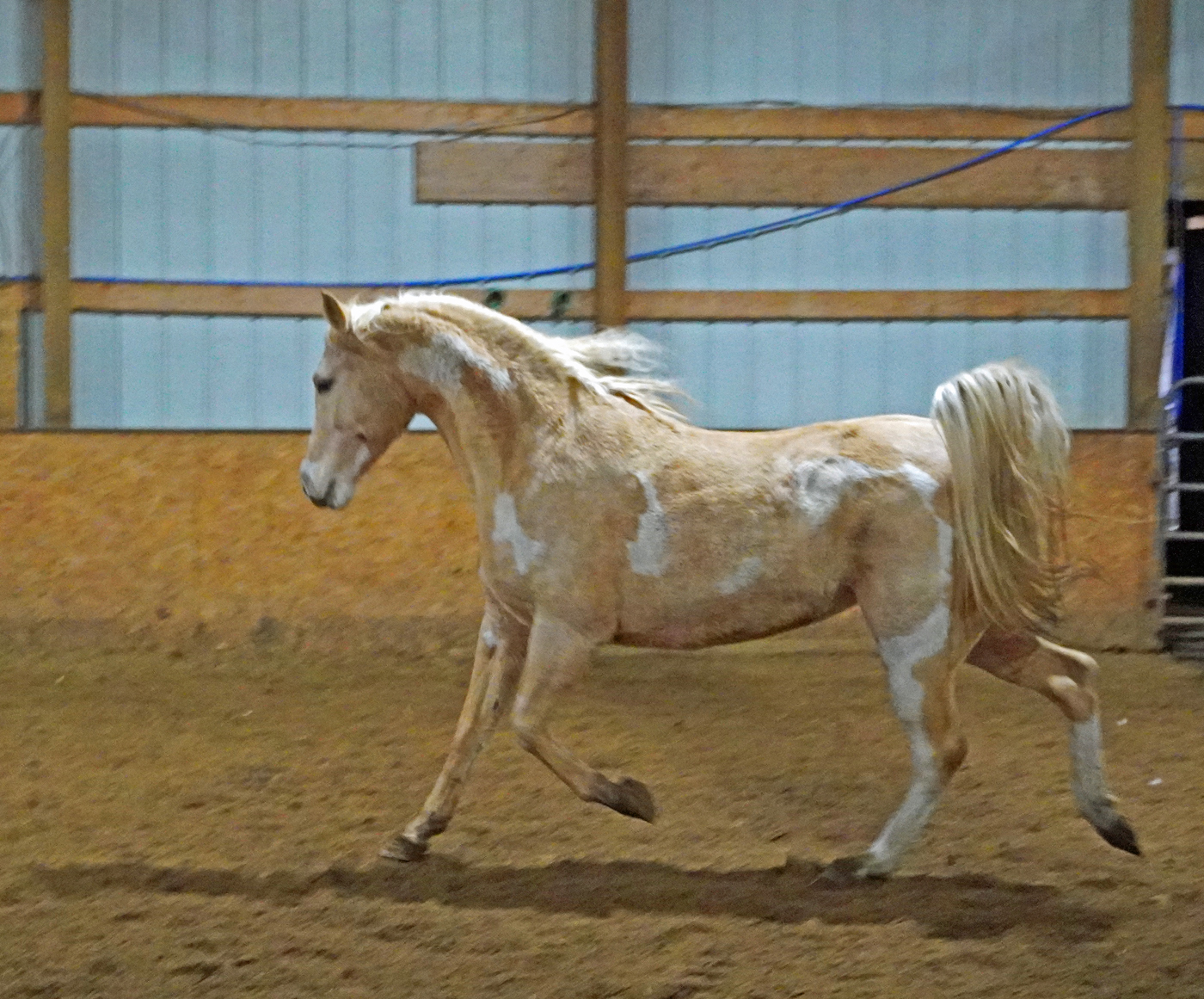 Innishfael Aura – Innishfael Farm