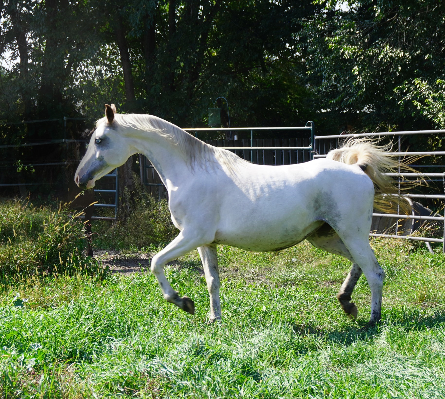 Sierra MJB – Innishfael Farm